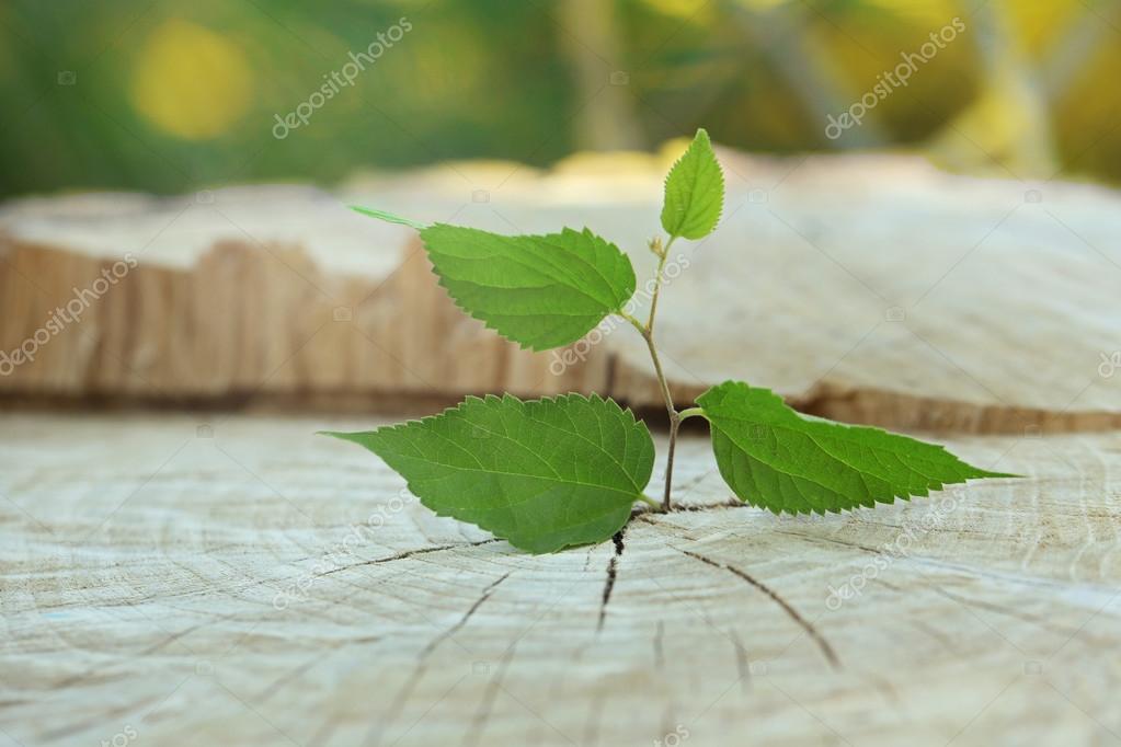 Beautiful seedling growing in the center trunk — Stock Photo ...