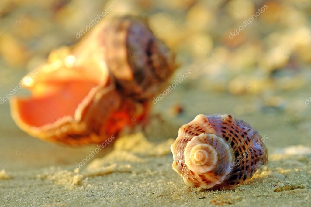 Beautiful seashells on beach — Stock Photo © belchonock #87807836