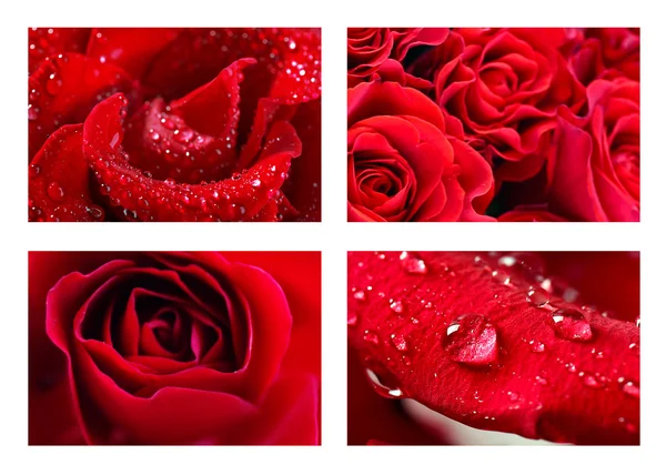 Collage de rosas rojas Stock Photos, Royalty Free Collage de rosas ...