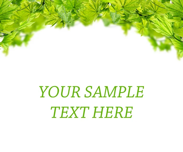 Green text box clip art Stock Photos, Royalty Free Green text box clip ...