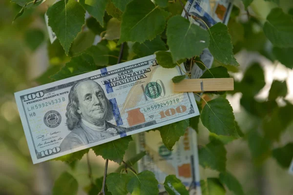 Us dollar money tree Stock Photos, Royalty Free Us dollar money tree ...