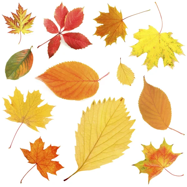 Background with falling autumn leaves. Stock Photo by ©BalaguR 169420062