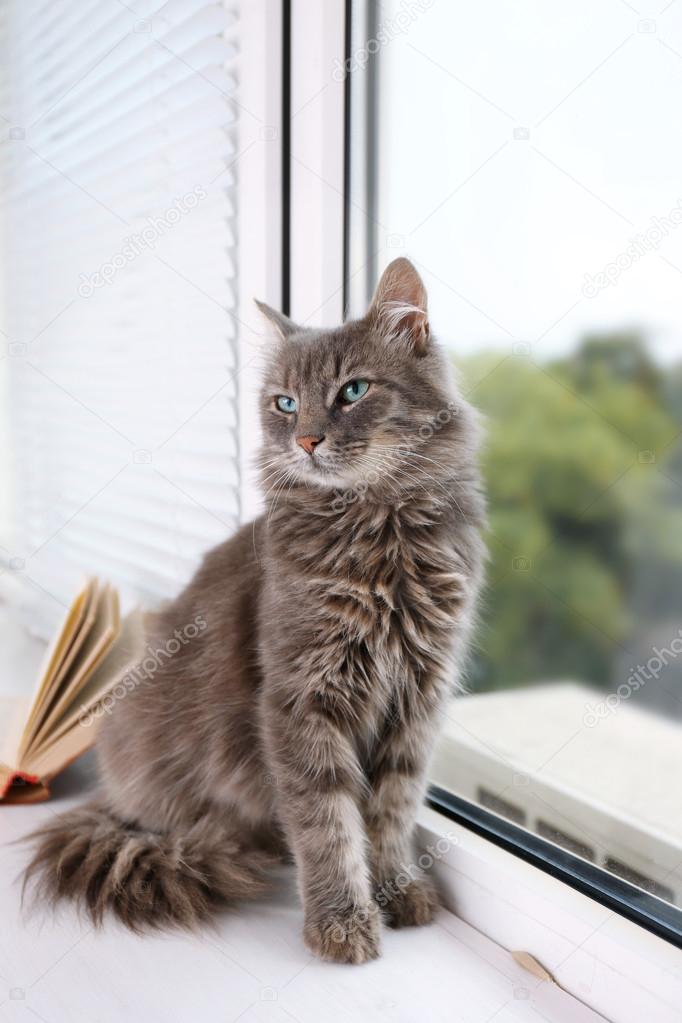 Beautiful grey cat sitting on window — Stock Photo © belchonock #92603240