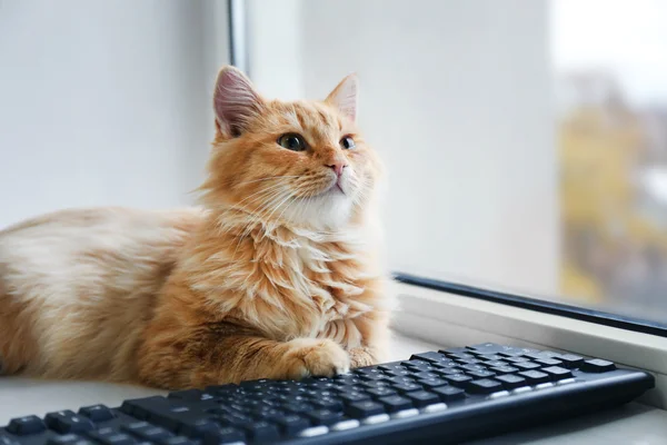 Cat at keyboard funny Stock Photos, Royalty Free Cat at keyboard funny ...