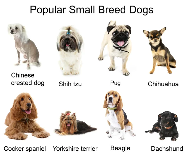 Verschillende rassen van honden samen — Stockfoto © belchonock #93110990