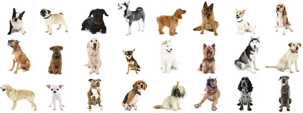 How Many Breeds Of Dog Do We Have
