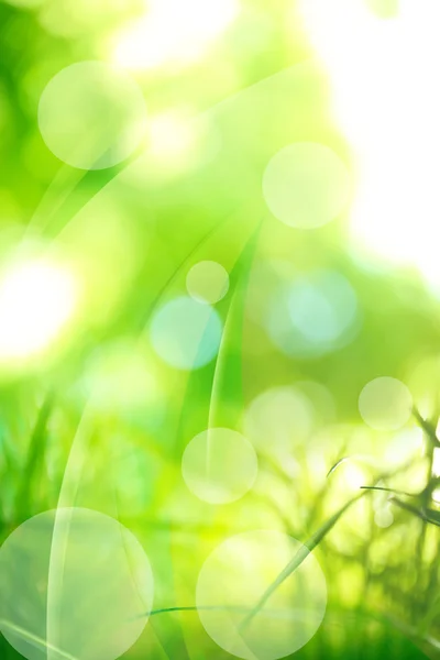 Green Portrait Backgrounds