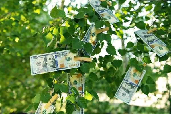 Us dollar money tree Stock Photos, Royalty Free Us dollar money tree ...
