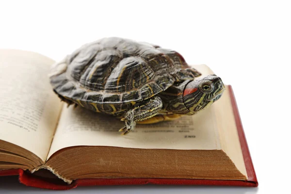 Turtle reading book Stock Photos, Royalty Free Turtle reading book ...