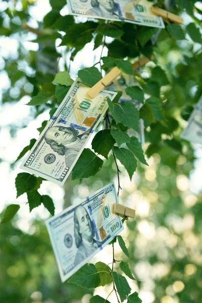 Us dollar money tree Stock Photos, Royalty Free Us dollar money tree ...