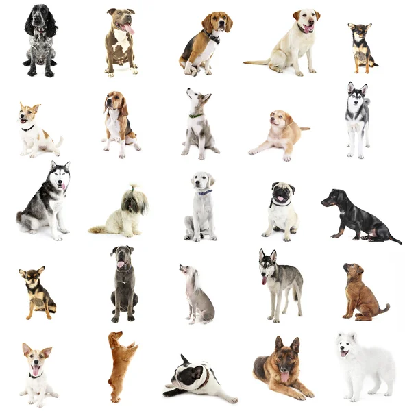 Dog breeds collage Stock Photos, Royalty Free Dog breeds collage Images | Depositphotos