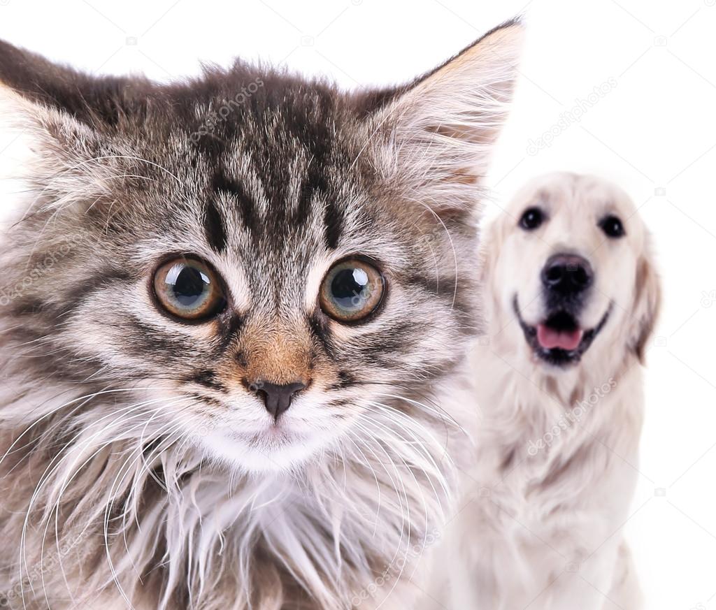 Angry cat and happy dog — Stock Photo © belchonock #97271766