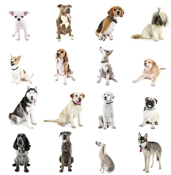 Dog breeds collage Stock Photos, Royalty Free Dog breeds collage Images | Depositphotos