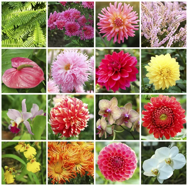 Collage of beautiful flowers on black background — Stock Photo ...