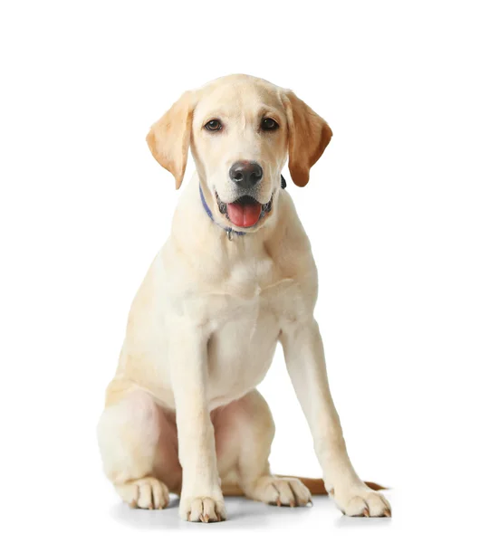 Beautiful Labrador retriever Stock Photo by ©belchonock 99307896