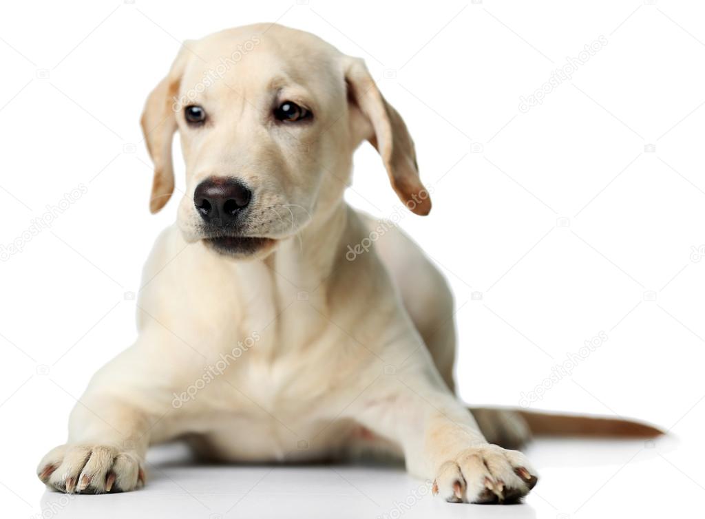 Beautiful Labrador retriever Stock Photo by ©belchonock 99307896