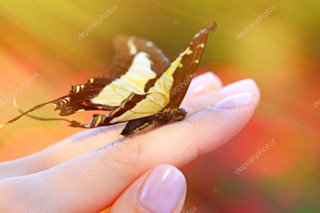 Beautiful butterfly sitting on hand Stock Photo by ©belchonock 99477100