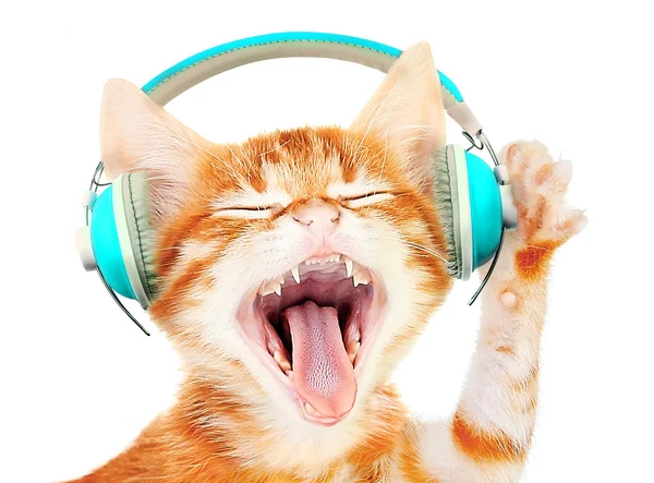 Gatto con cuffie fotos de stock, imágenes de Gatto con cuffie sin ...