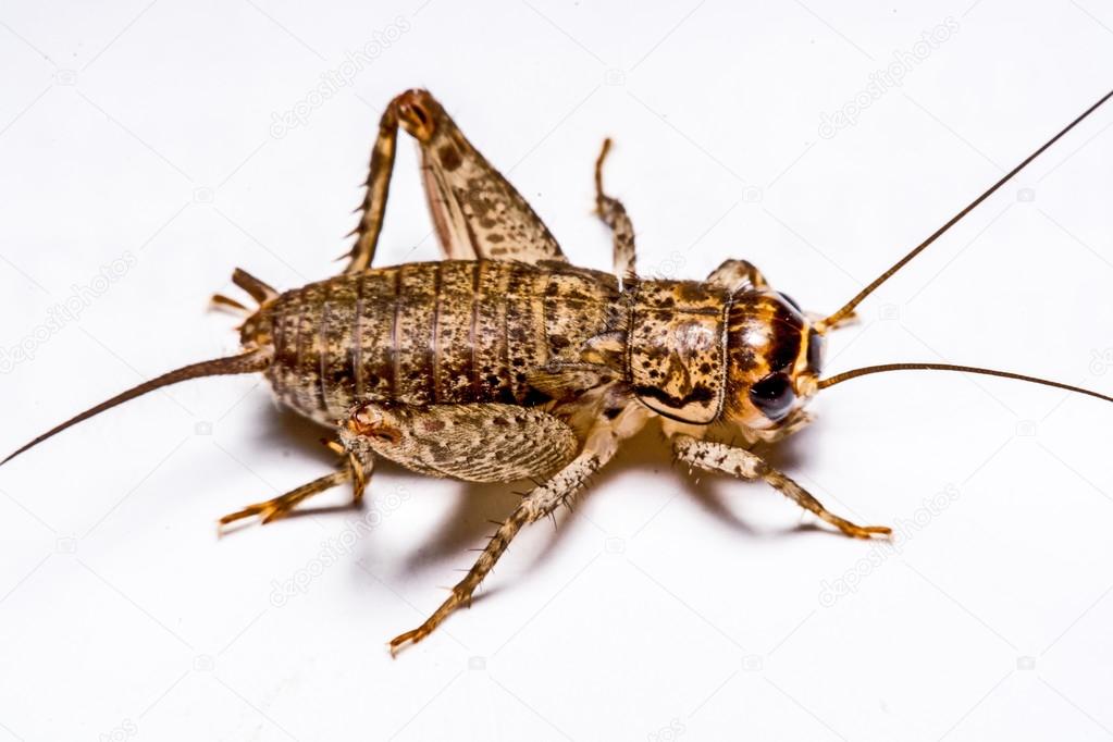 Gryllidae isolated on a white background — Stock Photo © Photomyheart ...