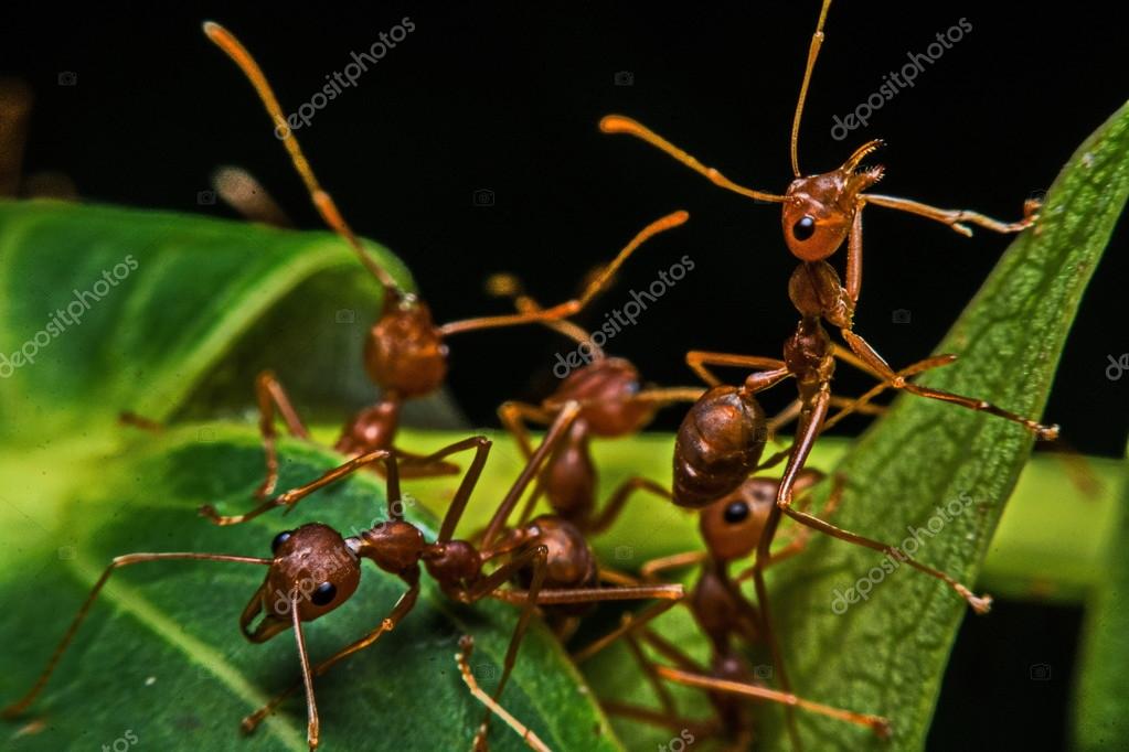 Macro, Close-up, red ants in the garden beside the house. Stock Photo ...