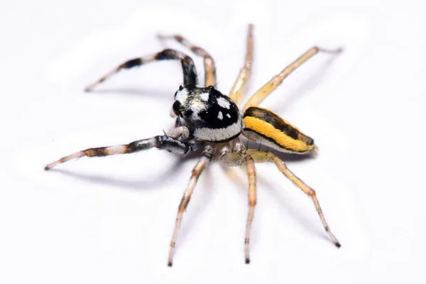 Arachnidae Stock Photos, Royalty Free Arachnidae Images | Depositphotos