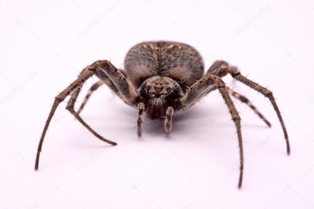 Gray cross spider (Larinioides sclopetarius) on a white background ...