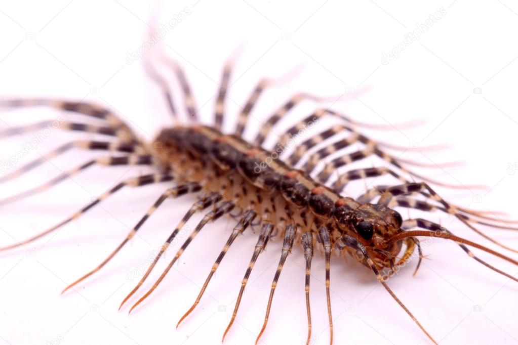 Scutigera smithii Newport (long-legged house centipede) on a white ...
