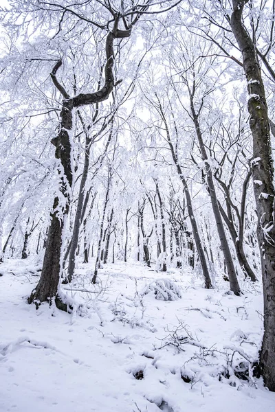 Japanese winter forest Stock Photos, Royalty Free Japanese winter ...