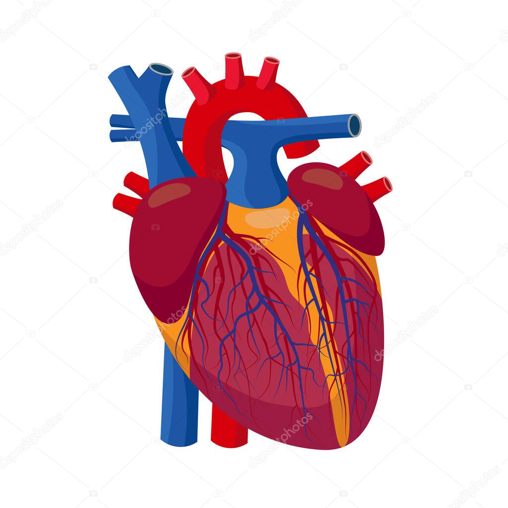 Coraz n humano rgano interno con v lvulas, arterias y venas ilustraci n anat mica detallada en ...