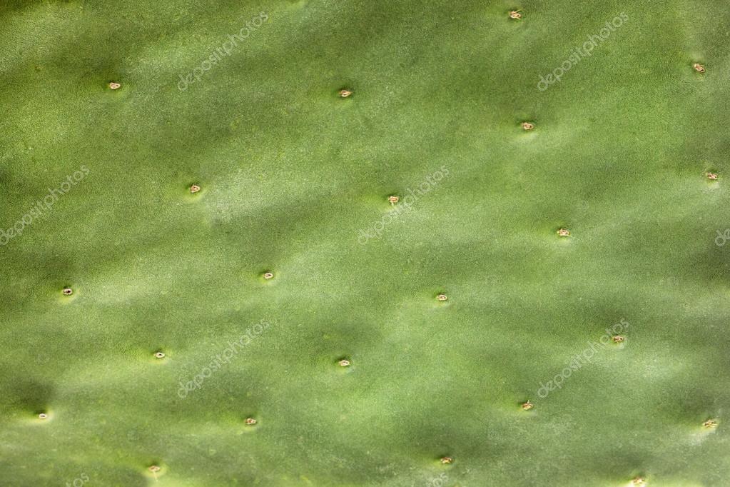 Green Cactus texture — Stock Photo © ninell #100883438