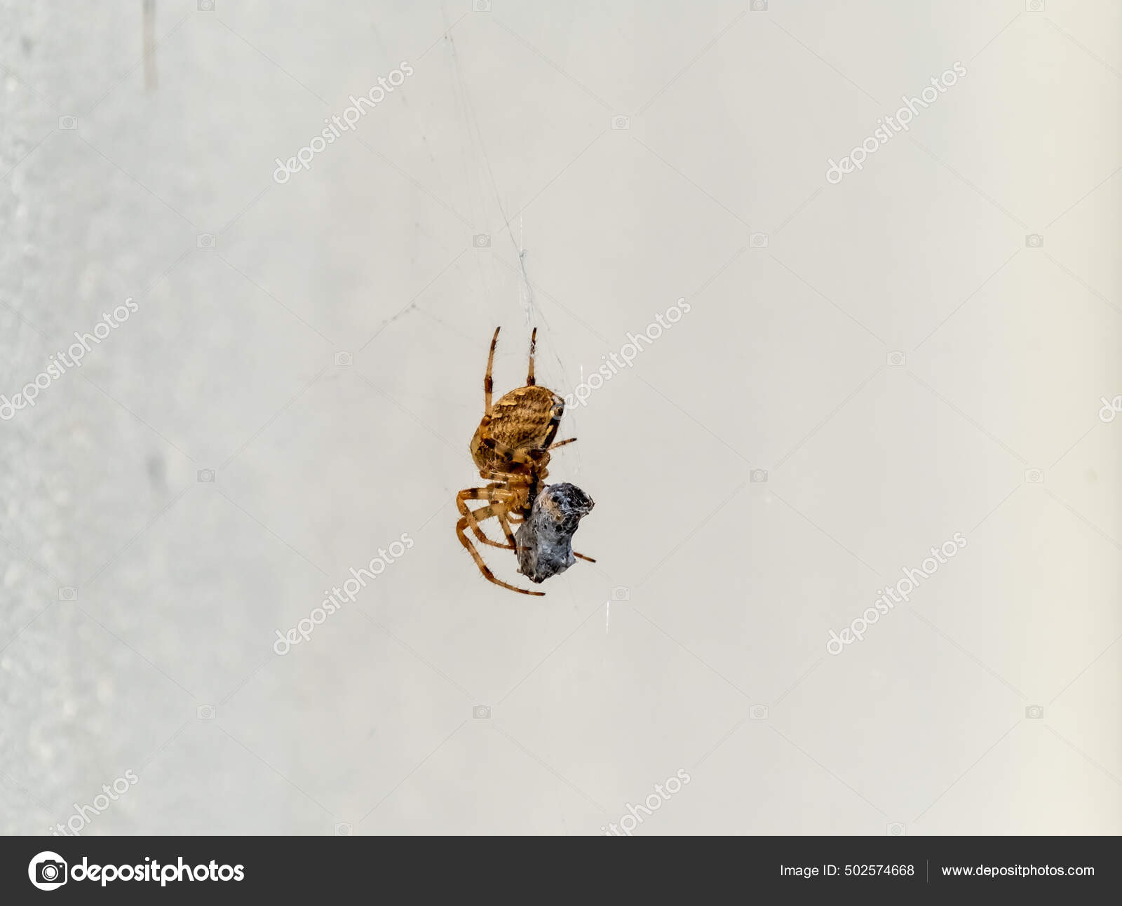 Cross Orb weaver spider eating prey in Ireland - View from the ...
