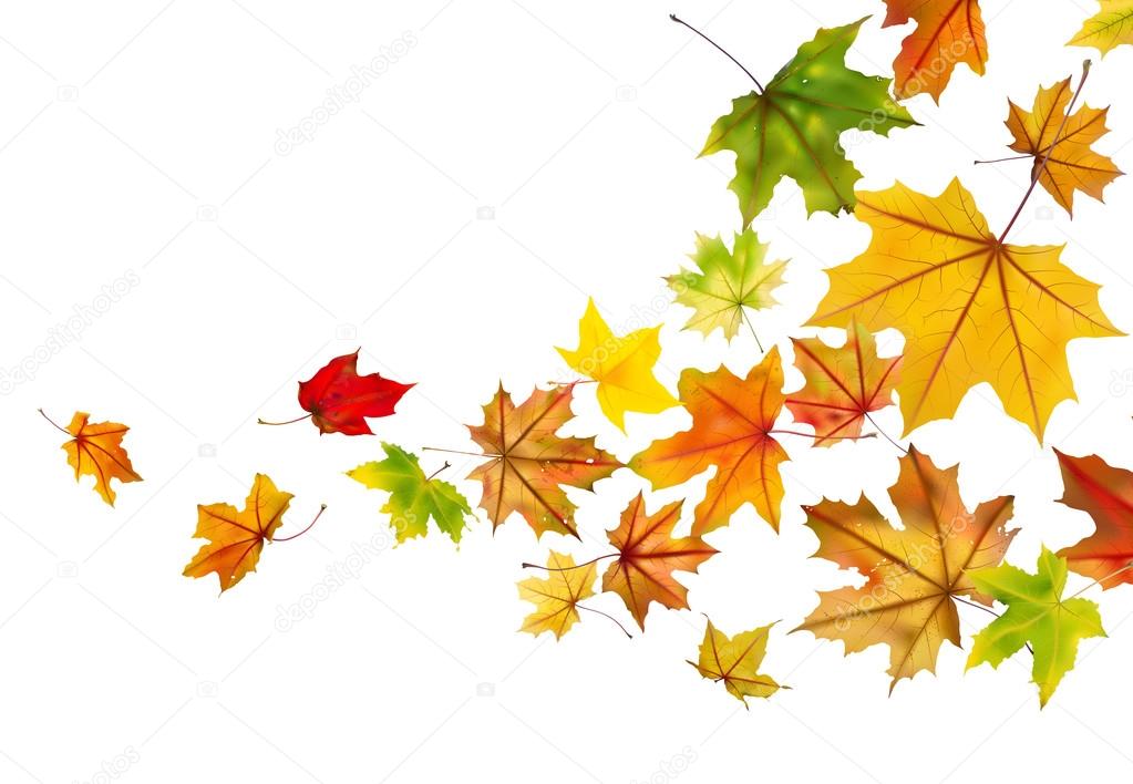 Maple leaves falling Stock Vector by ©sserg_dibrova 52559475