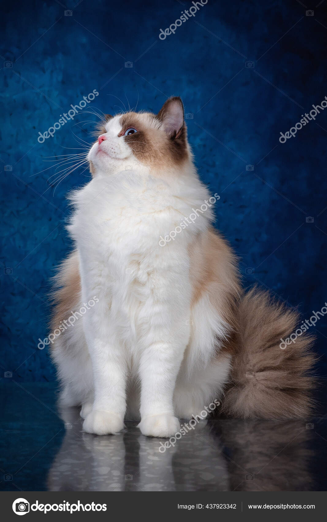 Ragdoll colourpoint cat with blue eyes looking at the camera, one ...