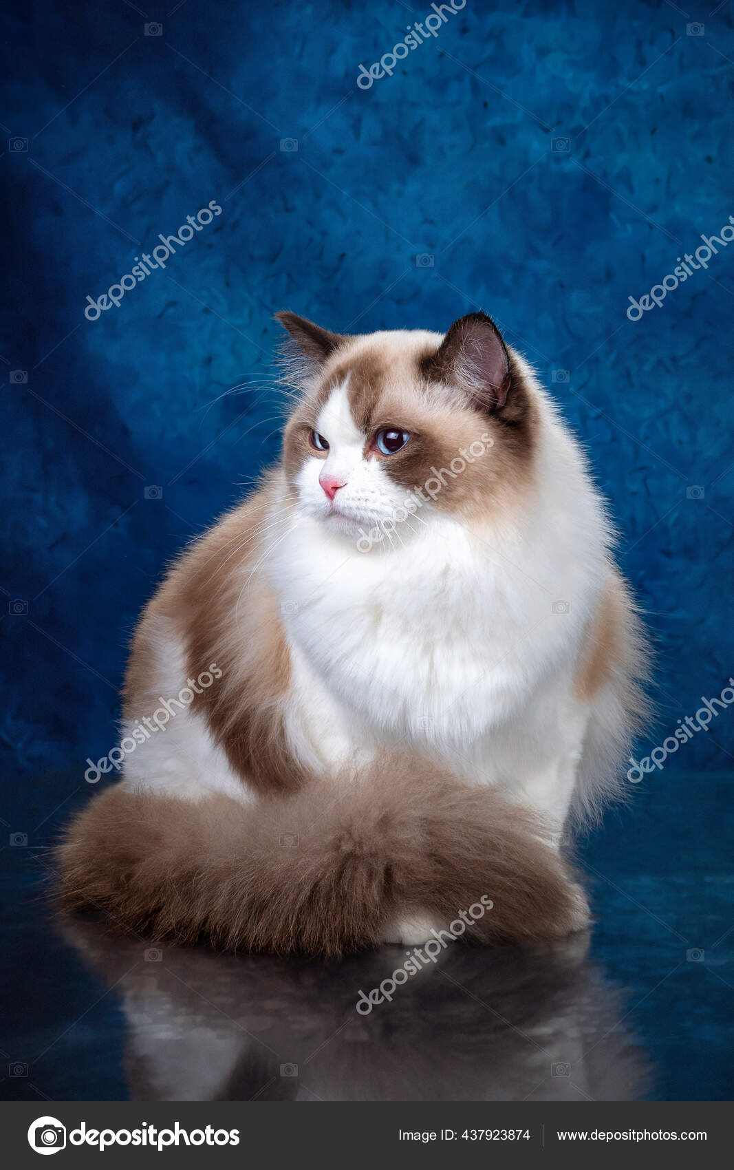 Ragdoll colourpoint cat with blue eyes looking at the camera, one ...