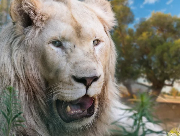 portrait great white lion - Stock Image - Everypixel