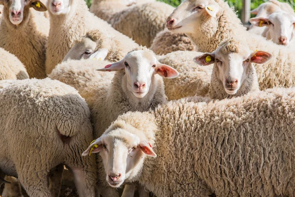 herd of white sheep - Stock Image - Everypixel