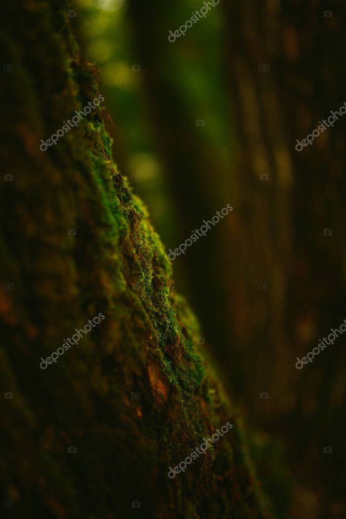 la textura del musgo verde sobre un árbol en un bosque denso. fondo de ...