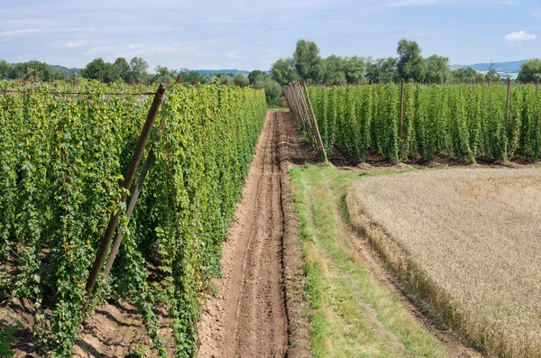 Chmiel pole Stock Photos, Royalty Free Chmiel pole Images | Depositphotos