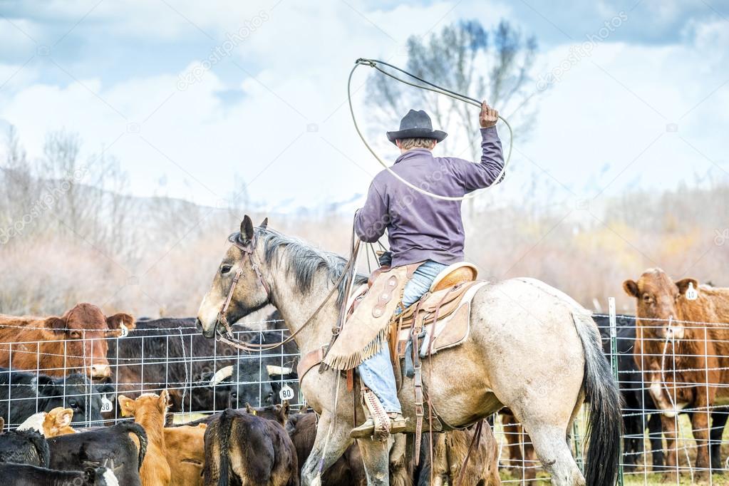 Cowboys catching newly born calves Stock Photo by ©Sopotniccy 80086916