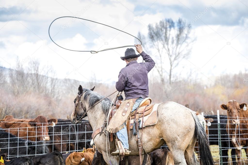 Cowboys catching newly born calves Stock Photo by ©Sopotniccy 80086992