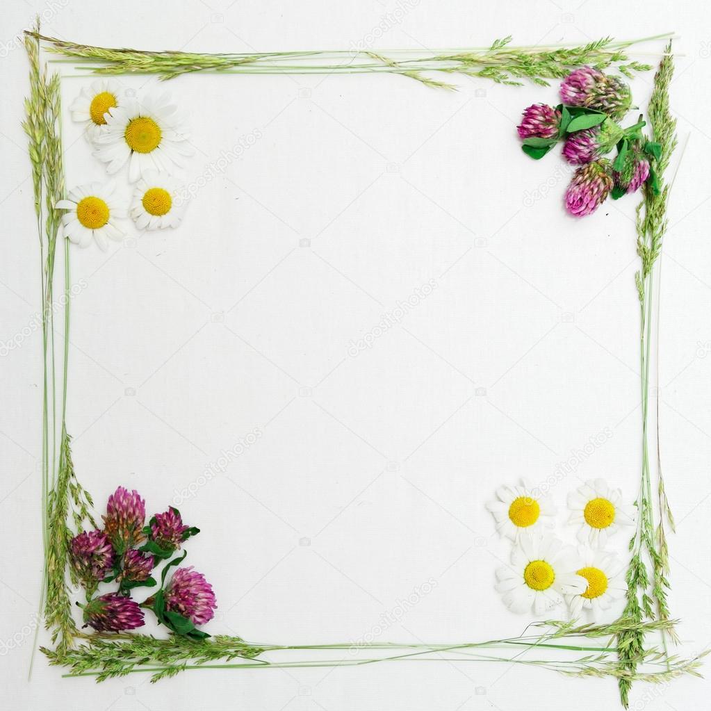 Marco de trébol y manzanilla y la hierba de campo 2022