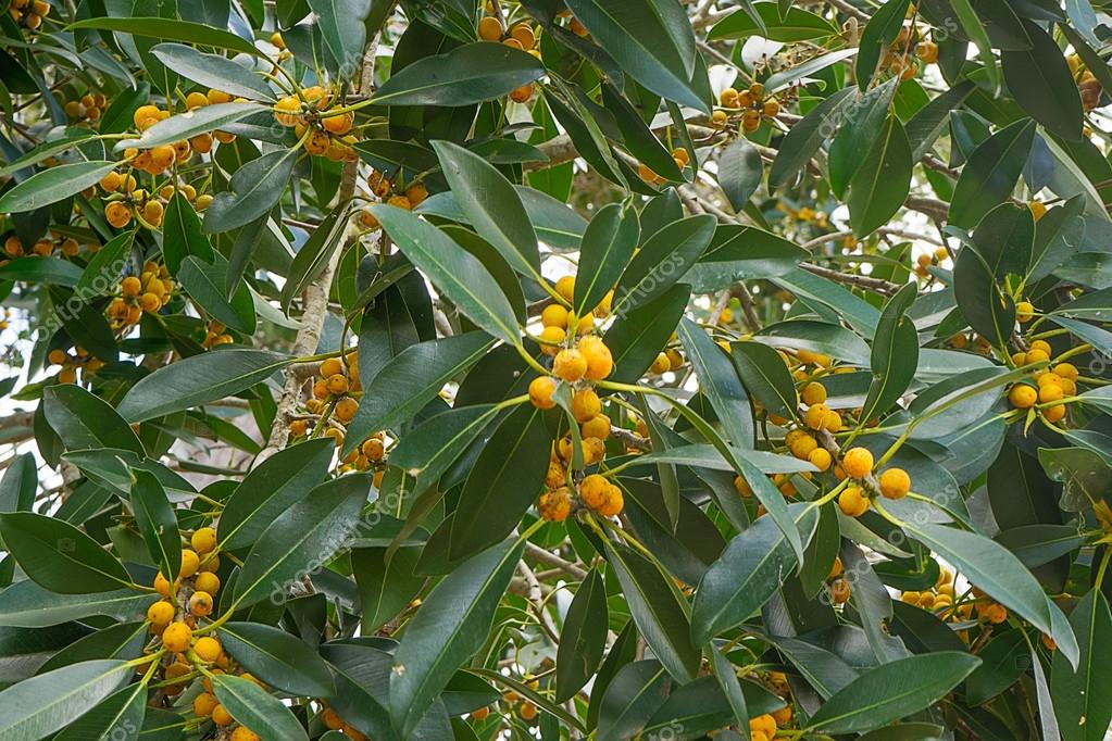 Australian Native Small Leaf Fig Tree Ficus oblique — Stock Photo ... Australian Native Small Leaf Fig Tree Ficus oblique — Stock Photo ...