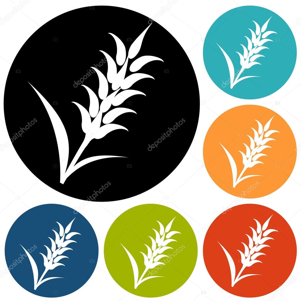 Wheat, Barley or Rye icons Stock Vector Image by ©slasny1988 #84819442