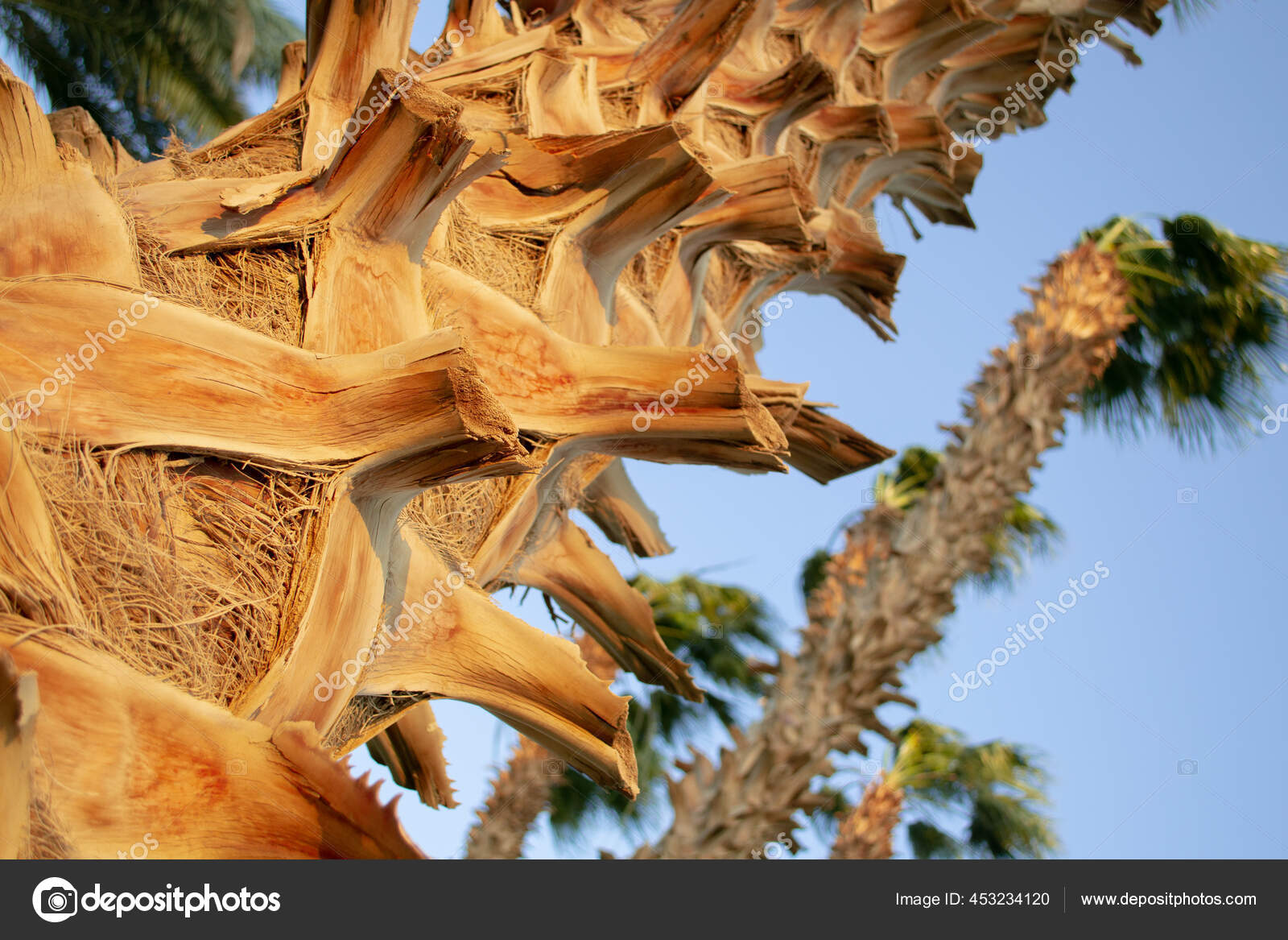 Palm Tree Texture Tree Bark Background Exotic Tree Pattern Summer ...