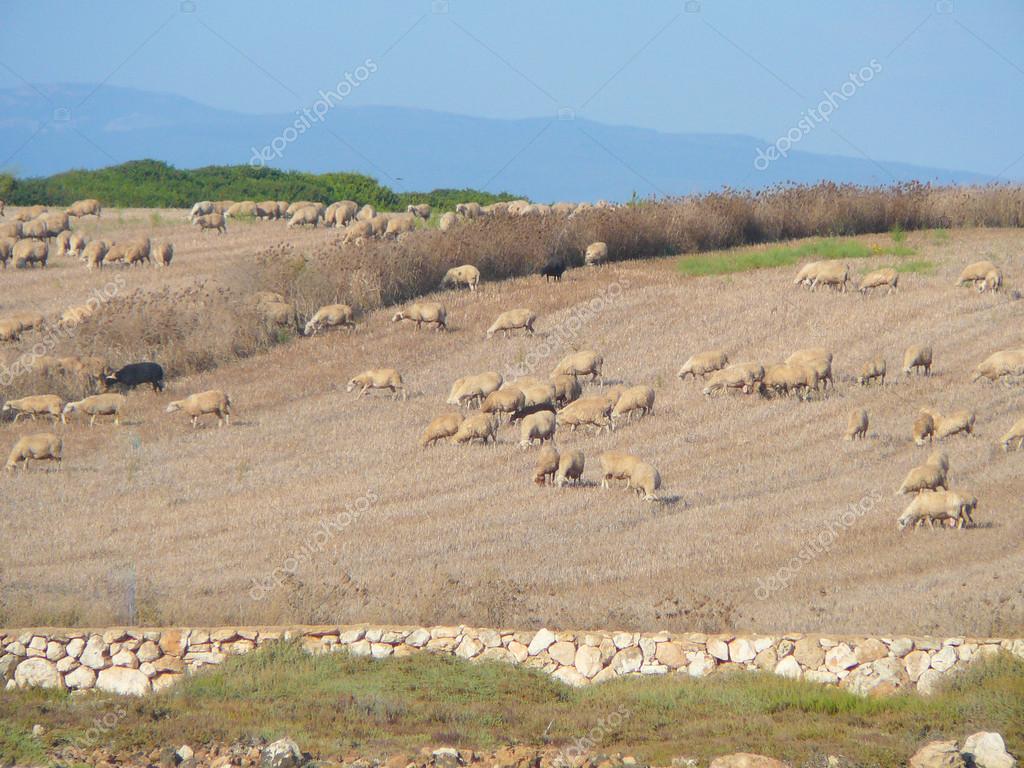 Sheeps in Sardinia — Stock Photo © scrisman #80569230
