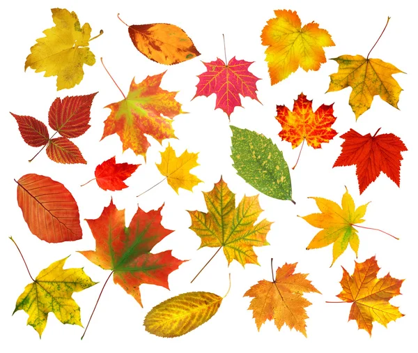 Background with falling autumn leaves. Stock Photo by ©BalaguR 169420062