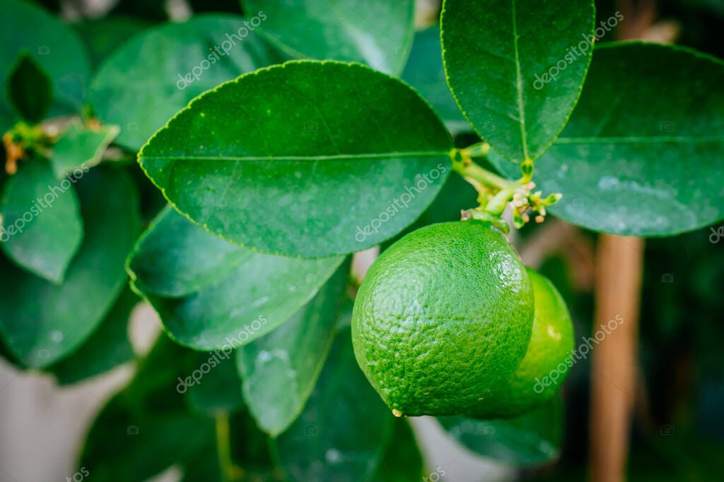 Cítricos de lima fresca con alto contenido de vitamina C en la granja ...