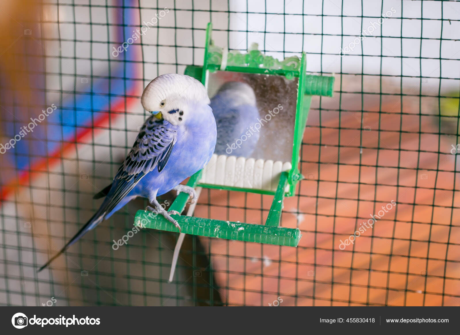 Purple Budgies