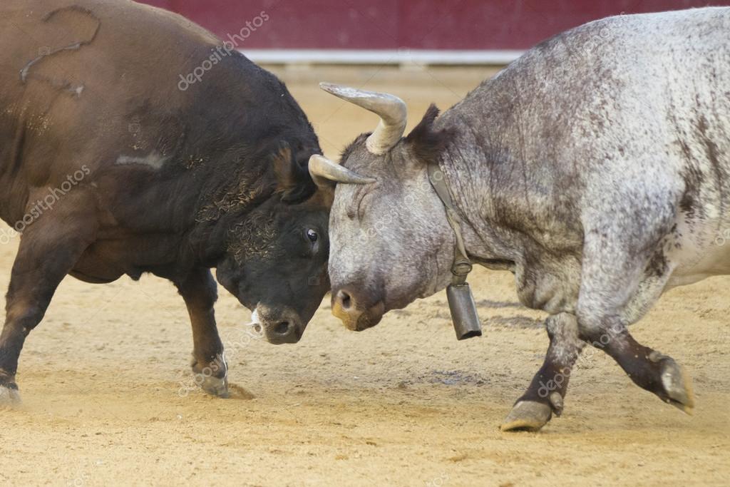 Two bulls fighting — Stock Photo © bykofoto #120195784