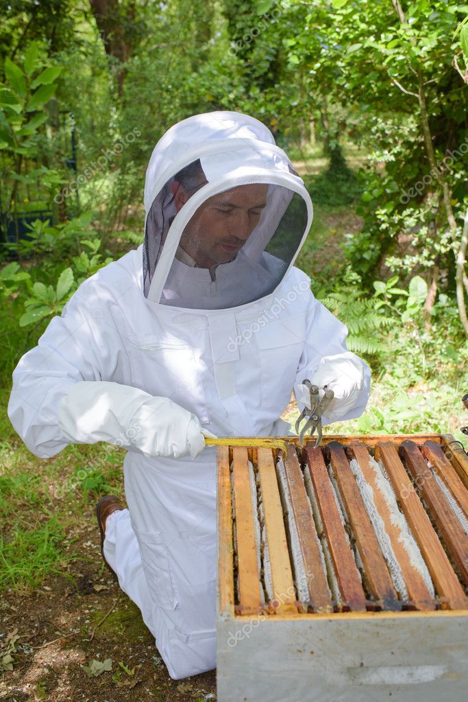 Beekeeper at work and man Stock Photo by ©photography33 96108778
